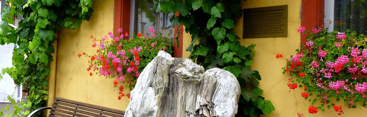 Nierstein – dieser Stumpf eines Mammutbaumes vor dem Paläontologischen Museum ist ca. 30 Millionen Jahre alt.
