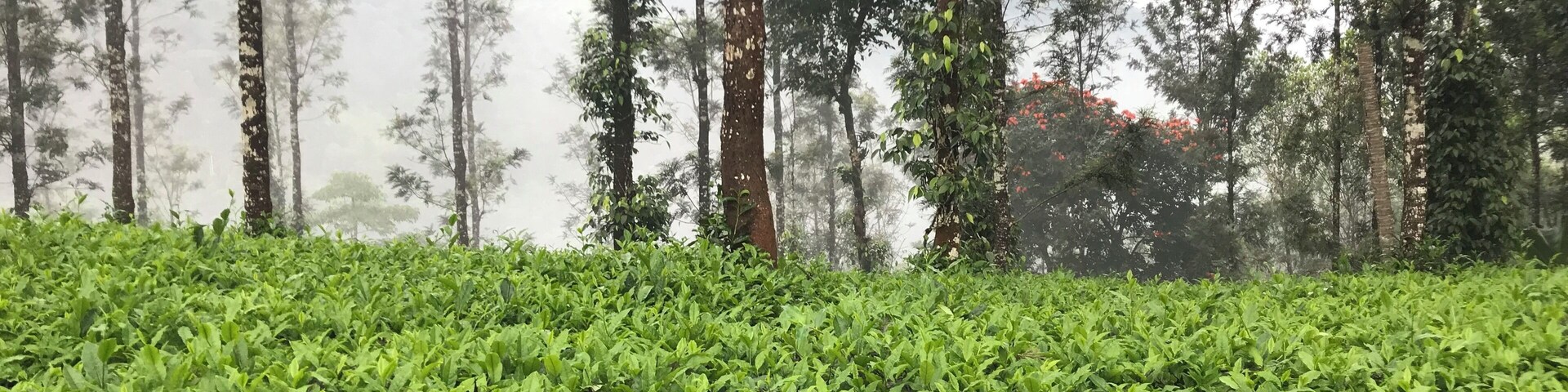 "There is nothing quite like a freshly brewed pot of tea to get you going in the morning."#Tea#Greatoutdoors#idukki#tea estate#Nature