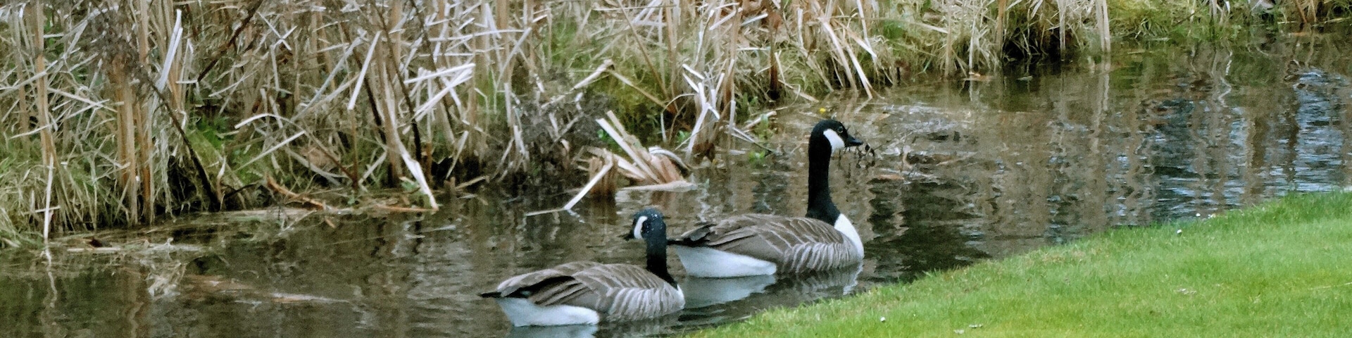 France - Ducks, Bailly-Romainvilliers, Marriott's Village