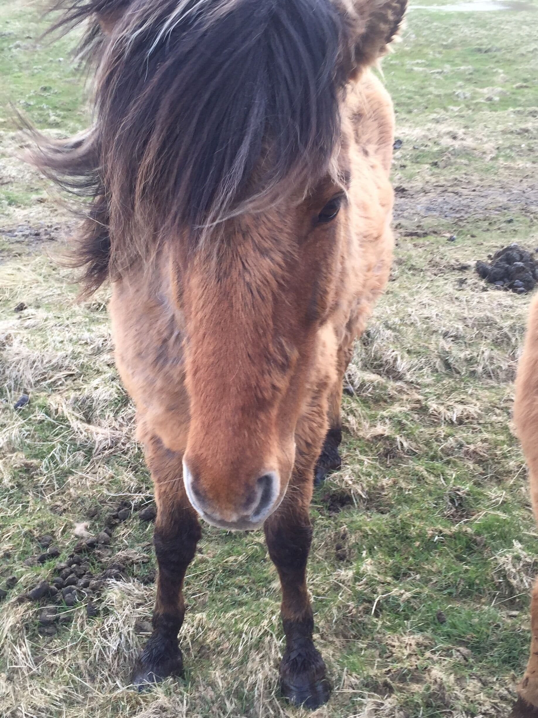 Um close-up de um cavalo marrom com crina e cauda pretas, em um campo gramado.