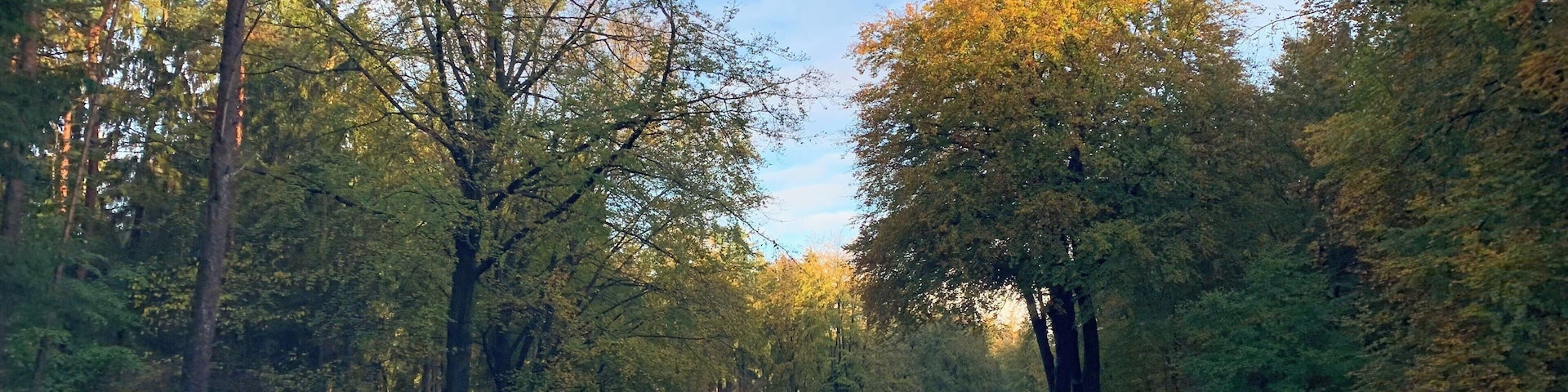 Pretty autumn colours. 
Klever Reichswald, Germany 🇩🇪