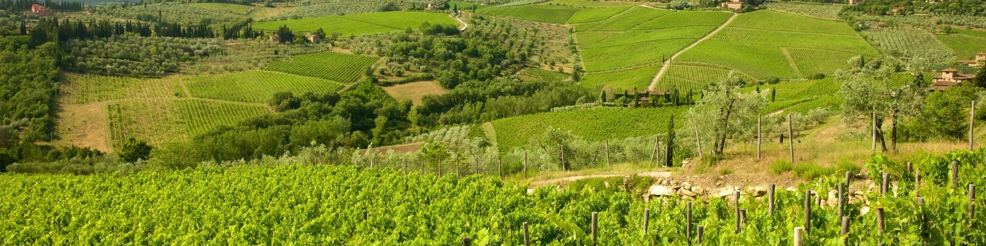 Panzano in Chianti caracterizando fazenda e paisagem