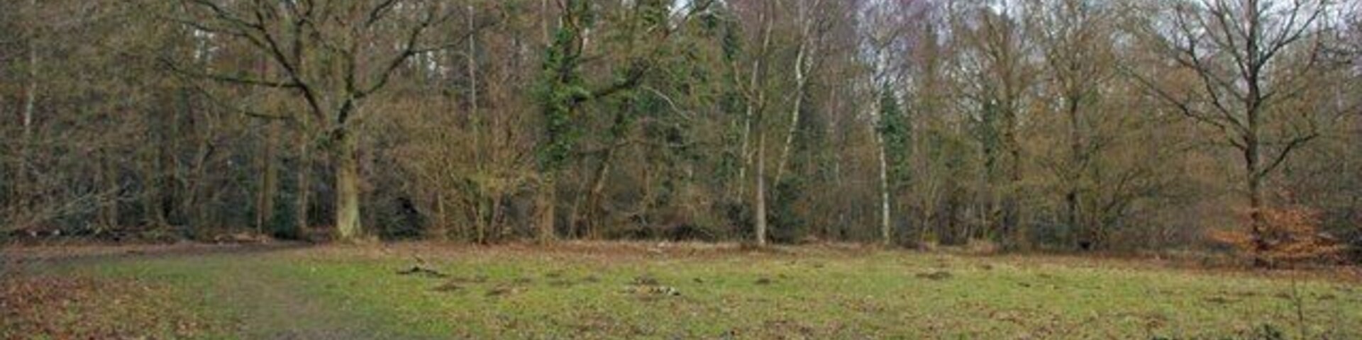 Glade in Whippendell Wood Wippendell Wood consists of 160 acres of woodland owned and managed by Watford Borough Council see for more info. http://www.watford.gov.uk/ccm/content/leisure-and-community/whippendell-wood.en;jsessionid=B270428480968FC43EC279303C0A6C9B the wood was used as a location site in one of the Star Wars movies.