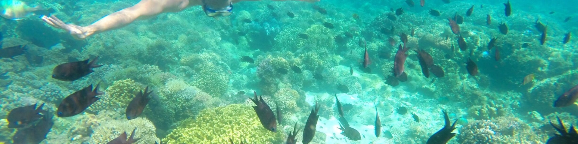Spectacular coral garden in Maniknik Island.