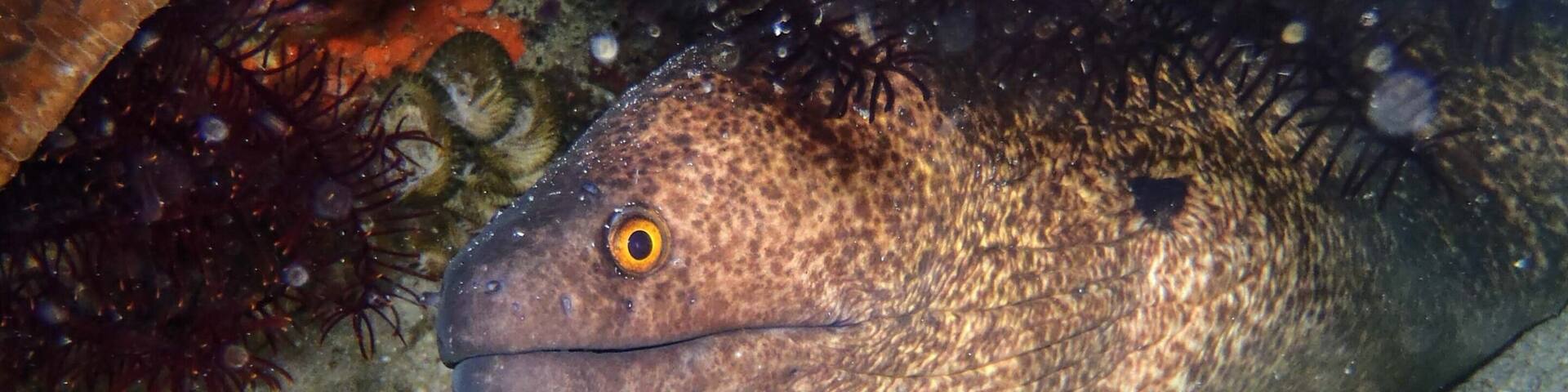 A moray eel near Sabang Beach in the #Philippines 🇵🇭. The #diving is excellent around here, with really clear water and many interesting dive sites.
#LifeAtExpedia