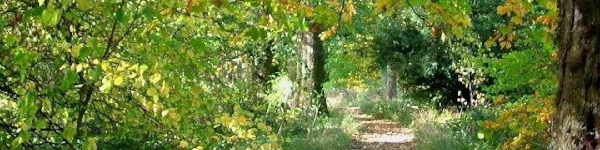 An Autumnal Stroll An afternoons autumnal stroll near Hardwick Hall in Derbyshire. 335818 (about 50metres behind the viewpoint) : Previous -- (21 of 27) -- Next (continue ahead) : 336426 The photograph was taken in a narrow strip of woodland called Lady Spencers Wood. The walk follows the footpath in a westerly (ahead) direction through this wood.