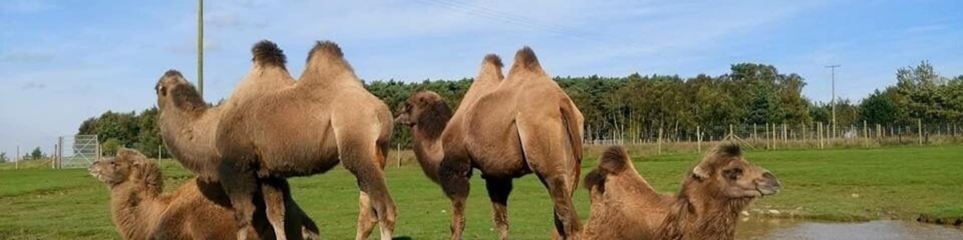 A great drive through seeing a range of exotic animals from the comfort (safety) of your car!