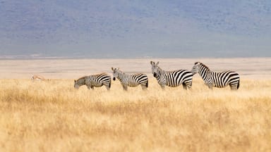 Zebras pastando em um campo gramado com montanhas ao fundo.