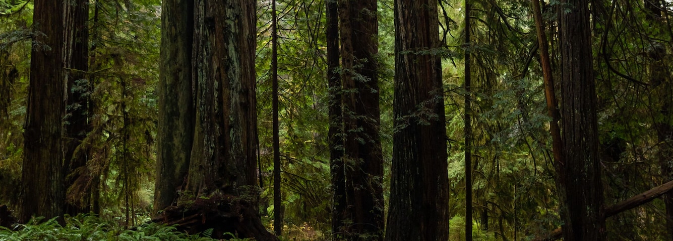 Last year we wanted to go to the Redwoods, I hadn't been since I was a child and my now fiance (boyfriend at the time) had never been. We planned a trip and headed up North.
It was obvious when we made it to Redwood territory because the trees got taller and taller and wider and wider. But we kept driving trying to find Redwood National Park. We tried mapping it in our GPS and wondered why we couldn't get directions to the park entrance. We finally stumbled upon a state park ranger station and decided to ask them. Turns out Redwood National and State Parks is an "area" or "region", it's not a specific place or address. We WERE in the park - there is no National Park entrance. Who knew?
We explored for hours with fog rolling in and out of the trees and sunbeams darting through branches. It was magical! This is one of those places that overwhelms me and floods me with emotion! I could have spent weeks here but we only had a few days. It was such an incredible experience! I already cannot wait to go back!
#wheretoexplorenext #thebestisyettocome #adventure #getlost #optoutside #getoutdoors #naturelovers #nature #adventureculture #explore #exploremore #keepexploring #wildandfree #wildernessculture #travel #travelstoke #roamtheplanet #wanderlust #travellife #travelgram #letsgosomewhere #mytinyatlas #stayandwander #wandermore #adventureawaits #liveyouradventure #discoverearth #sheisnotlost #iamatraveler