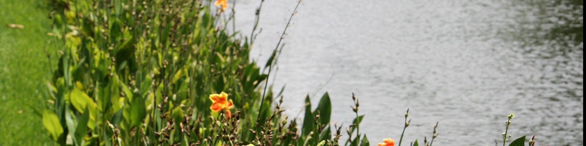 Um lago com flores laranjas e folhagem verde.