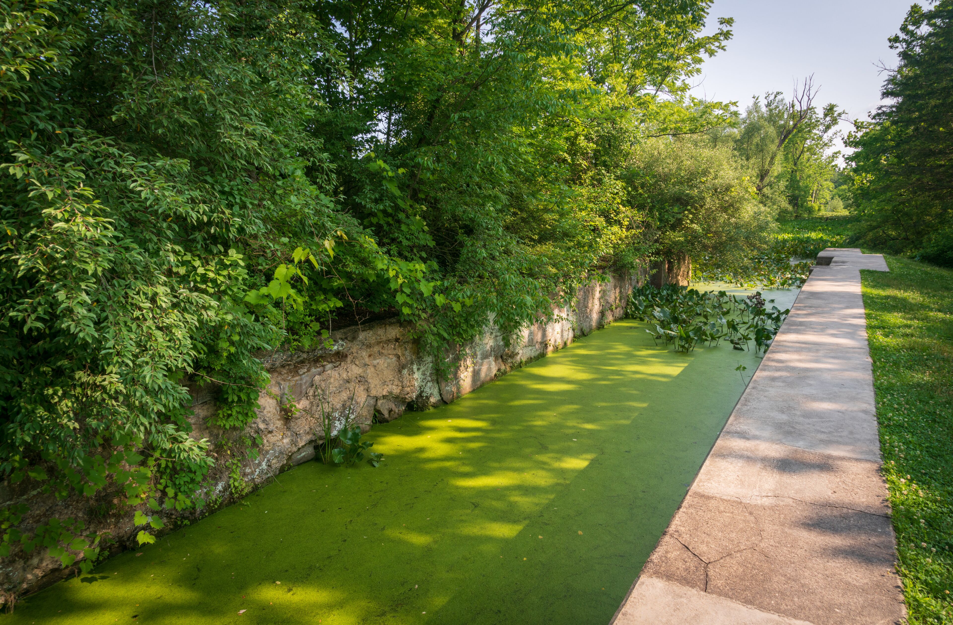 Um canal de água estreito, com alga verde, ladeado por folhagem densa e um caminho de concreto.