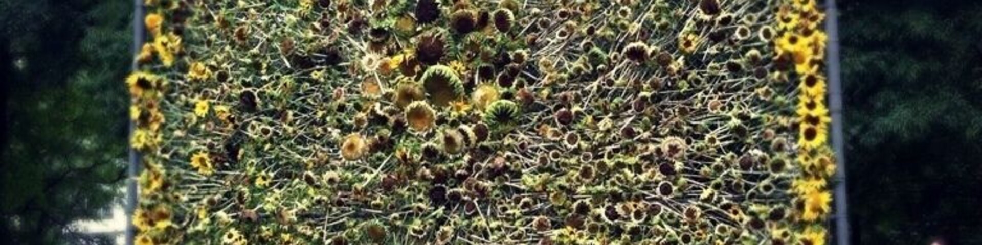 Memorial day sunflower sculpture in a park downtown in Knoxville