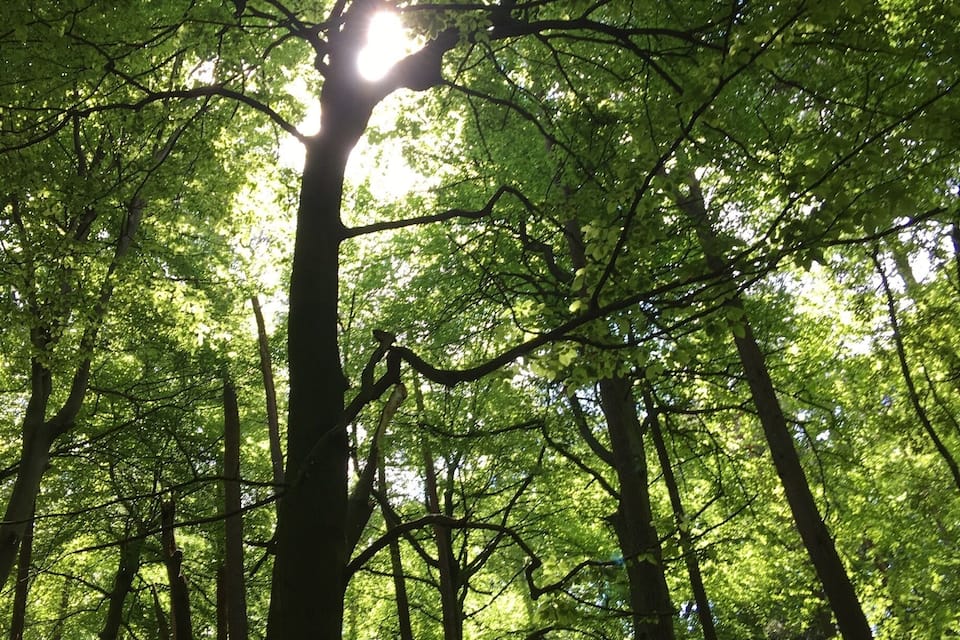 Uma floresta densa com árvores altas e luz do sol filtrando pelas folhas.