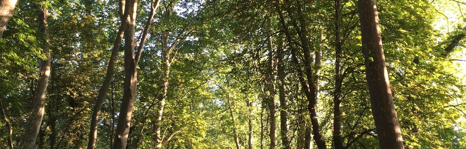 Ballade matinale , mélancolie d'été 🌞☀️ #camping