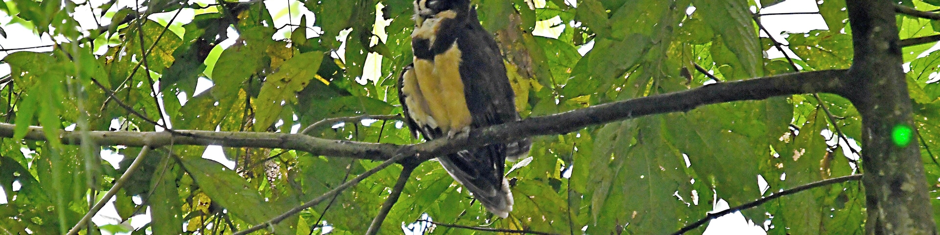 I don't even know how they spotted this owl. It was on the far side of the river, way up at the top of a tall tree, in dark shadow. Digital photography is truly a wonderful thing.