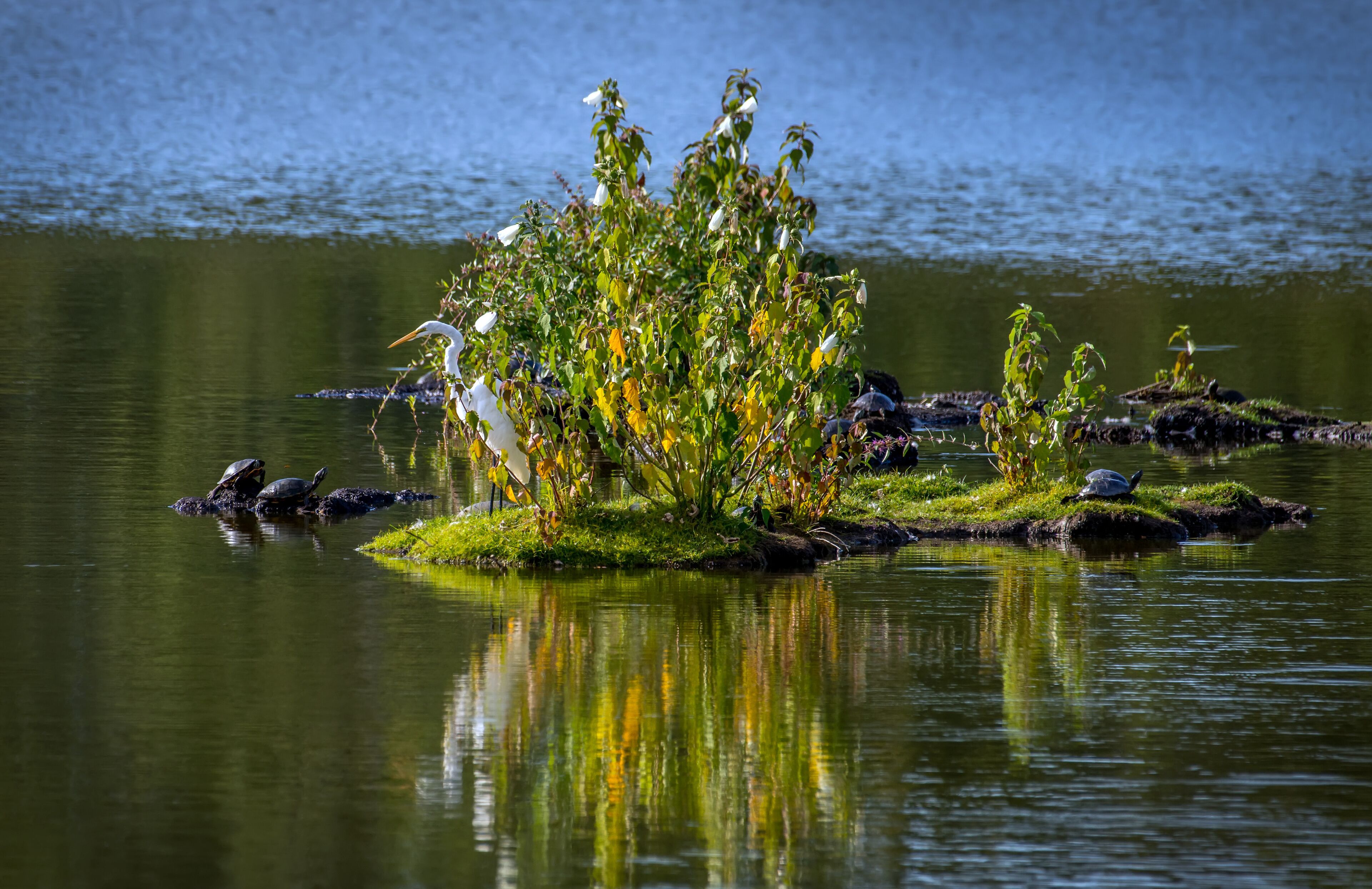 Um lago tranquilo com uma pequena ilha coberta de vegetação e várias tartarugas.