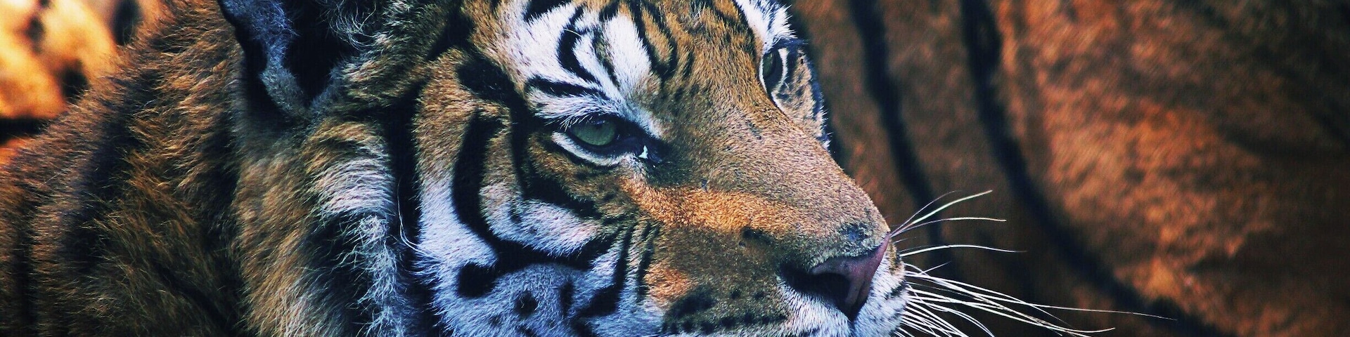 The Paseo del Rio Orizaba is a free zoo that is located along the Orizaba River side. This tiger is one of four tigers that where rescued from a circus by the government an are now living in this zoo.