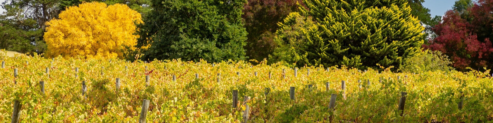 McLaren Vale showing farmland