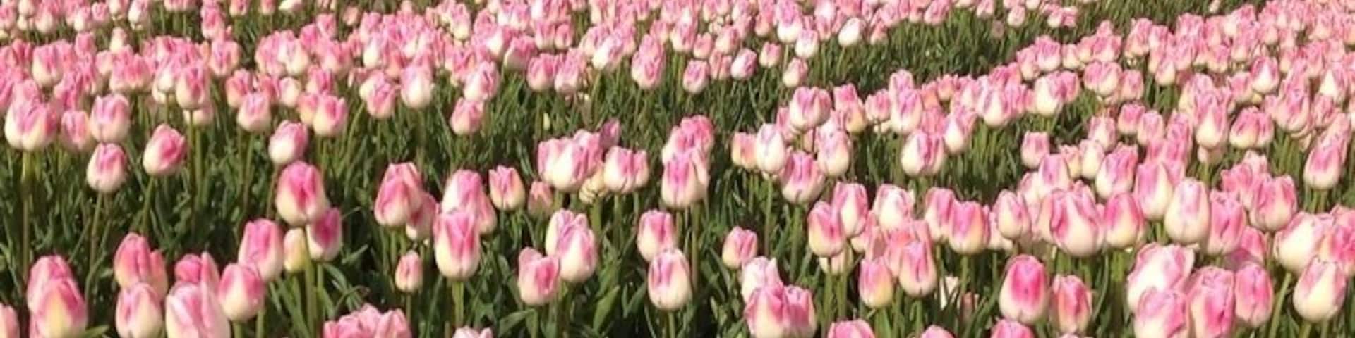 The view from the apartments must be wonderful