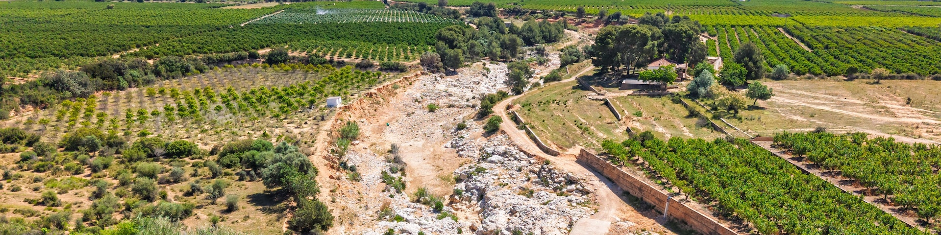 Vinhedo com fileiras de videiras, um caminho de terra e uma paisagem urbana ao longe.