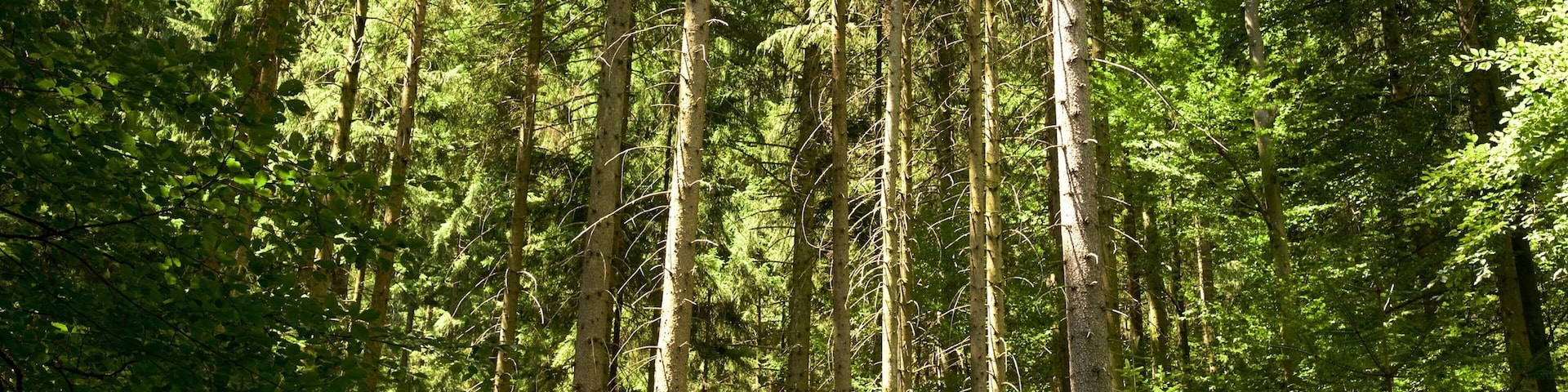 Floresta Negra mostrando florestas