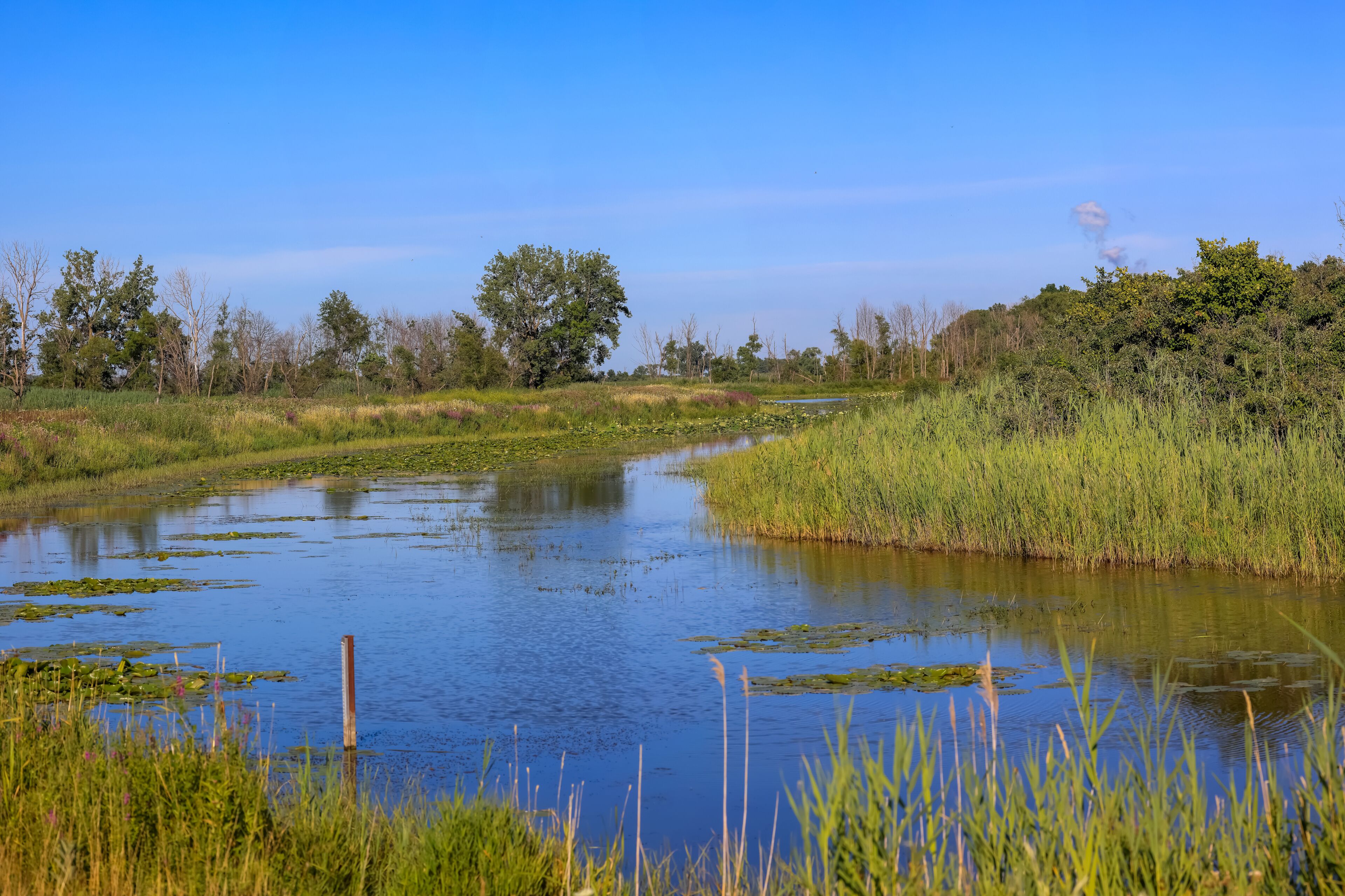 Um rio calmo com folhas de nenúfar, cercado por vegetação exuberante e árvores.
