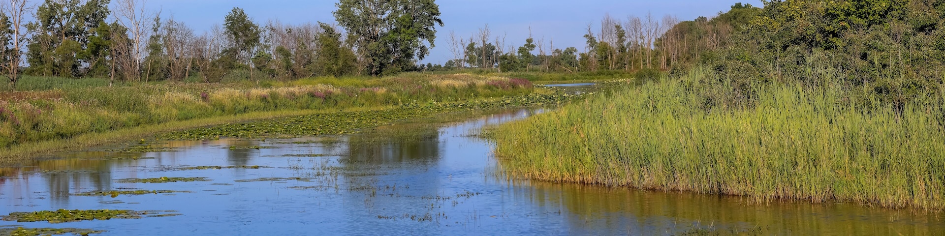 Um rio calmo com folhas de nenúfar, cercado por vegetação exuberante e árvores.