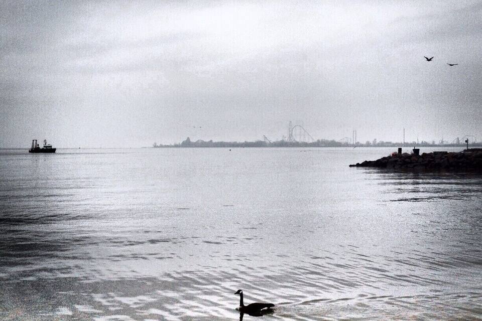 Água calma com um pato nadando, um navio ao longe e uma ponte ao fundo.