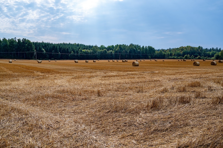 Um campo de fardos de feno em um campo de trigo dourado, com uma floresta ao fundo.