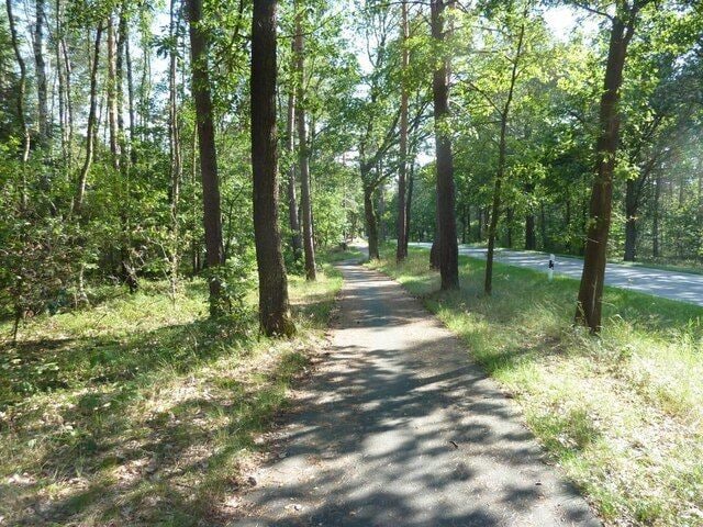Uma trilha arborizada com árvores altas e uma estrada à direita.