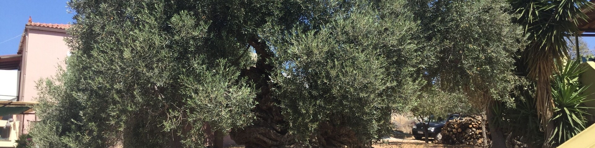The ancient olive tree of Ano Vouves is one of the oldest olive trees in the world. Estimates at between 2000 and 4000 years old. Incredibly, it still produces olives. There is a small olive museum nearby, and a shop which sells locally produced olive oil.
The village is most accessible by car.
#nature #history #crete