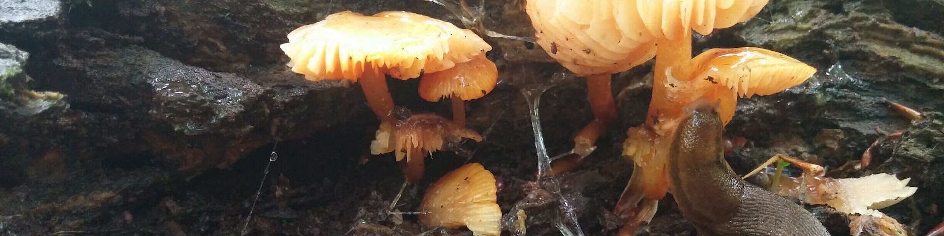 A pair of hungry slugs making a meal out of a cluster of Orange Mycena mushrooms (Mycena leaiana).