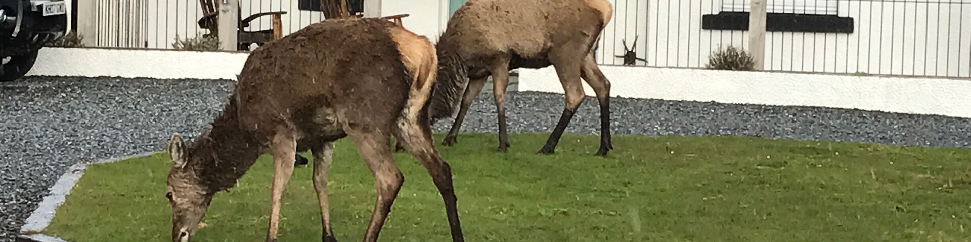 Wild Deer @ Rannoch Station