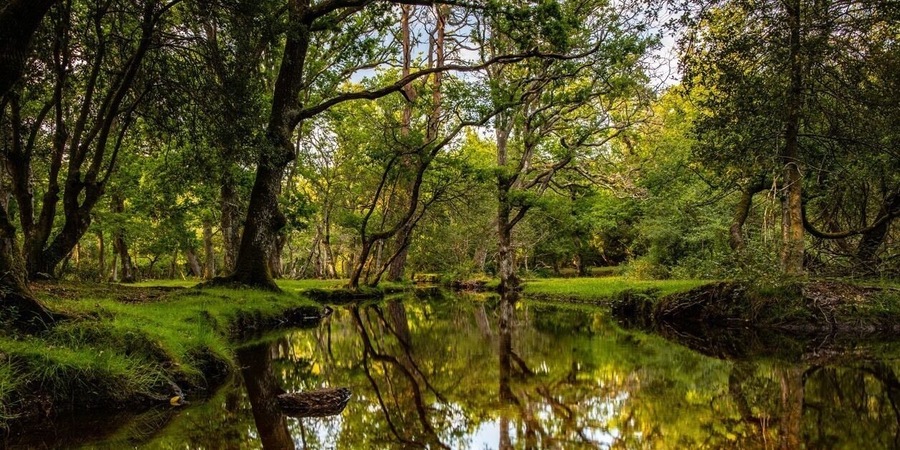 A beautiful river walk in The New Forest