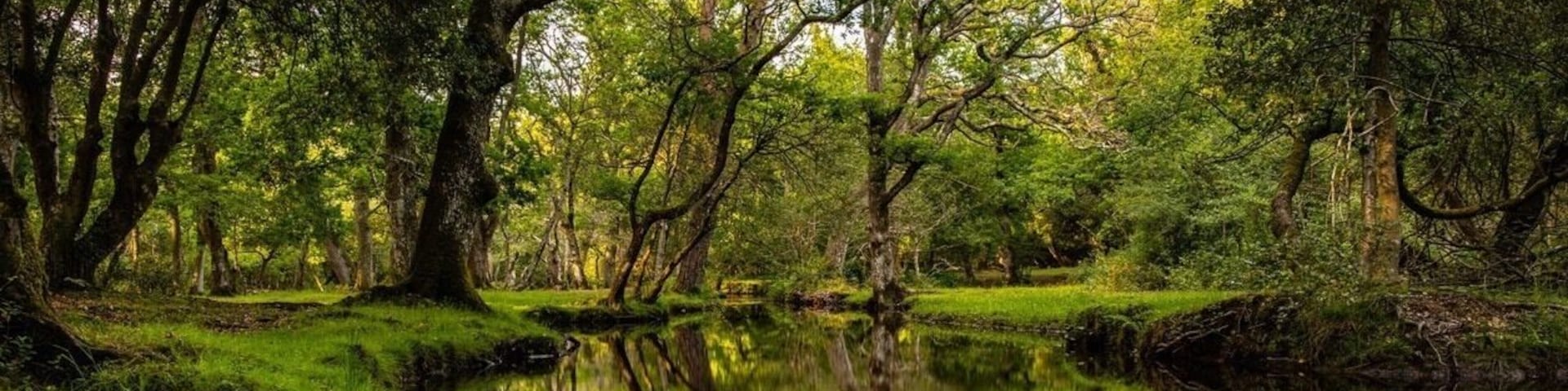 A beautiful river walk in The New Forest
