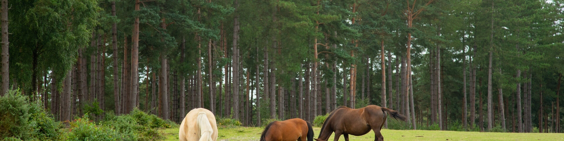 New Forest National Park which includes land animals and farmland