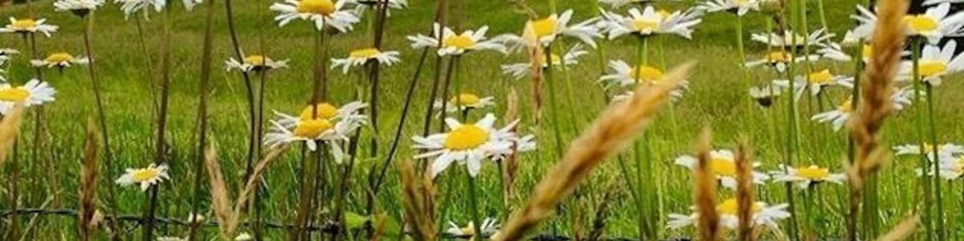 Summer drive through the hayfields farmland . The wildflowers on the edge of the hay field made me pull the car over for this Iphone photo