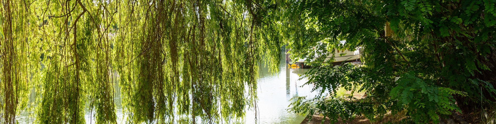 Um lago tranquilo com salgueiros-chorões, patos nadando e um caminho de concreto na beira.