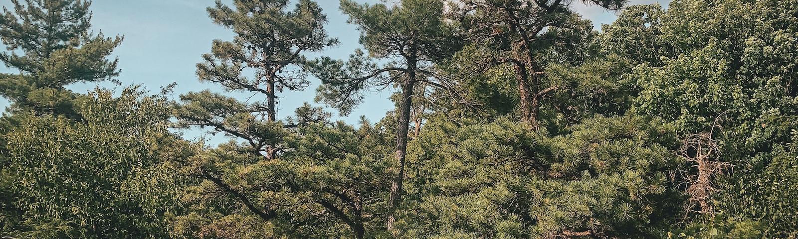 Paisagem florestada com altas pinheiras e terreno rochoso.