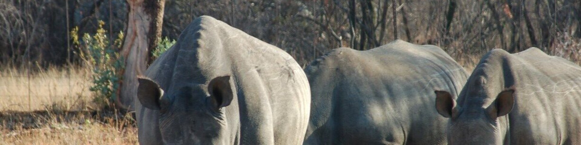 Early morning Game watching Safari and we were attacked by Rhinos. The driver of the Canter was sharp and reversed till we were a distance away. Great fun. 2013 October - at 0630