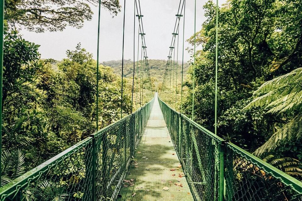 Uma ponte suspensa cercada por floresta densa.