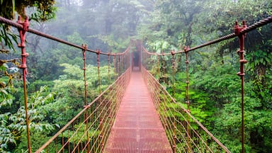 Uma ponte suspensa vermelha em uma floresta verde densa.
