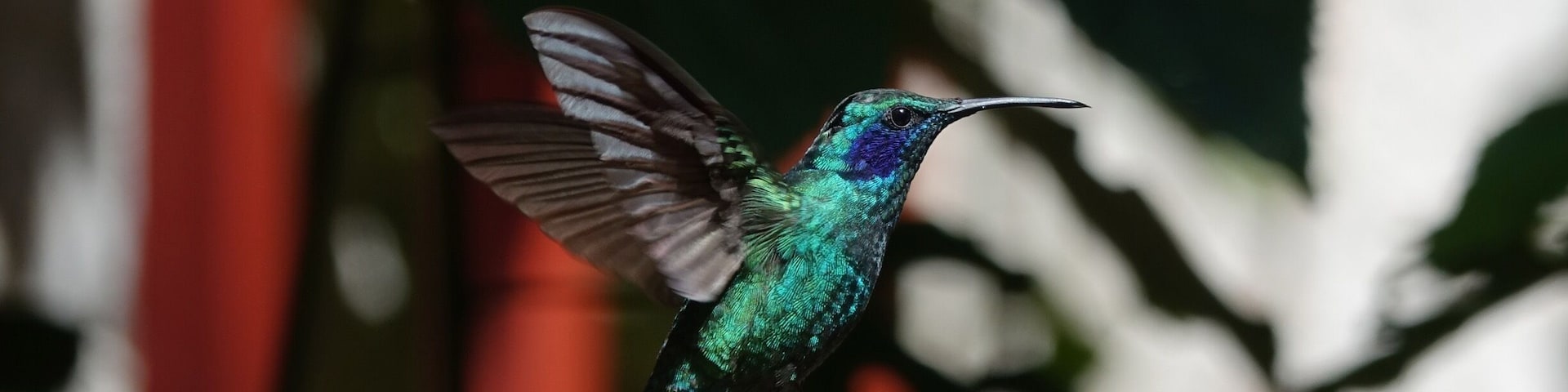 Hummingbird in Costa Rica near the hanging bridges and cloud forest. #wildlife