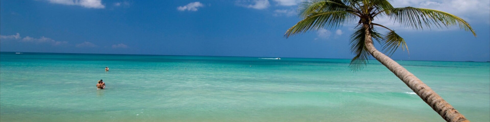 Uma praia com águas turquesa cristalinas, uma palmeira e uma pessoa nadando.