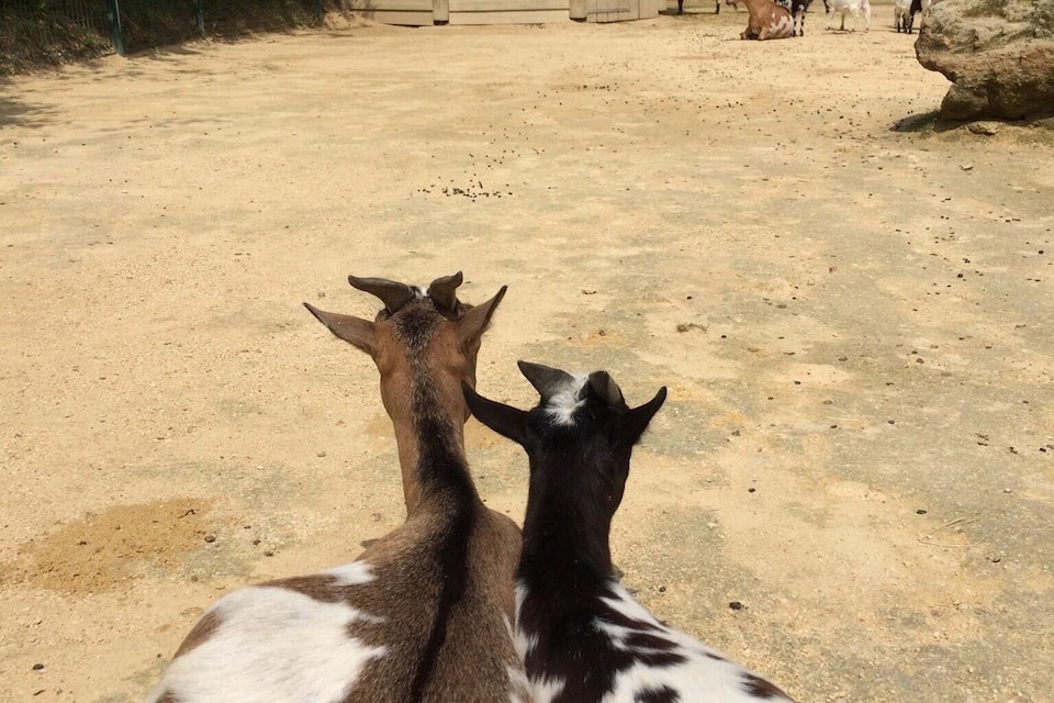 Duas cabras olhando para uma cabana com telhado de palha e uma placa.