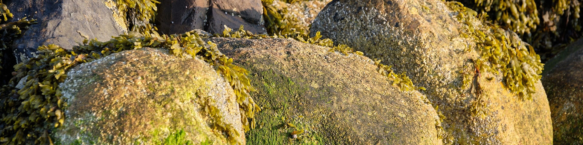 Grandes rochas cobertas de alga verde.
