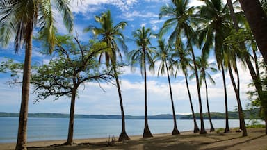 Uma praia com altas palmeiras e um lago calmo.