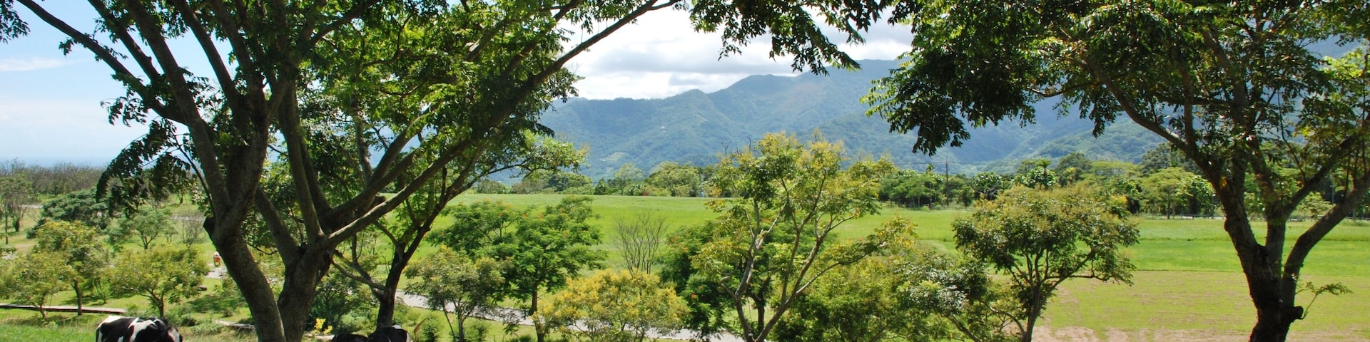 Uma trilha de madeira serpenteia por um campo gramado, com árvores e vacas pastando.