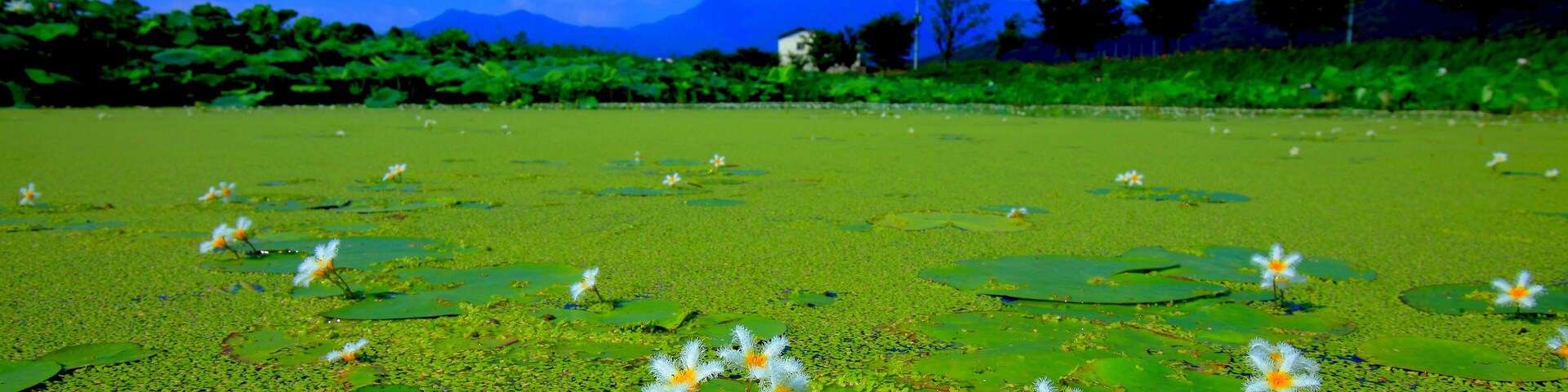 Um lago com nenúfares e flores brancas.