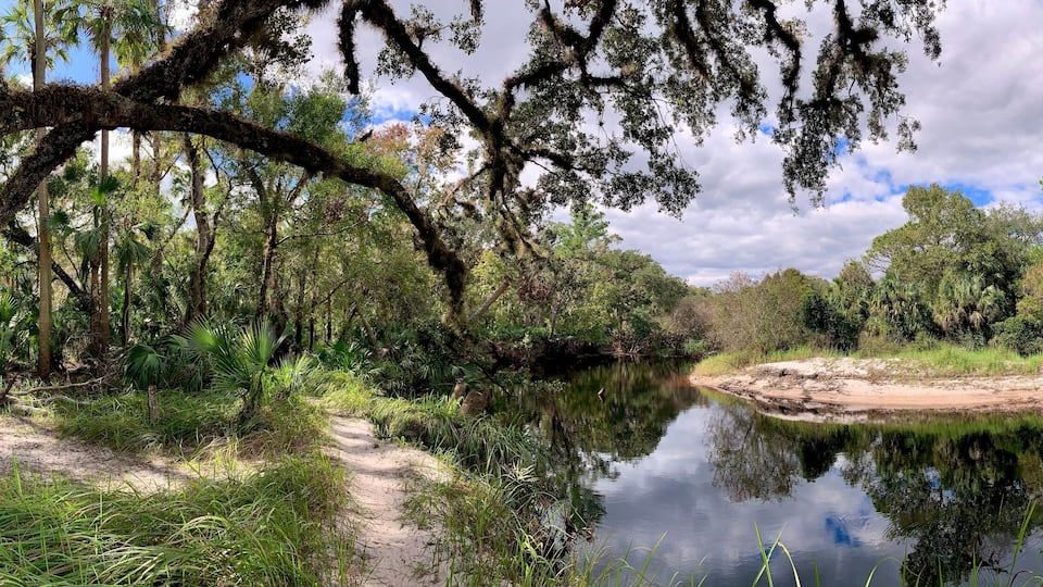 Um rio calmo rodeado por árvores e vegetação densas.